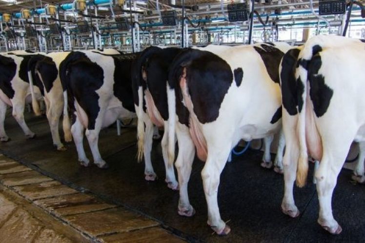 Λιγότεροι κατά 11% οι κτηνοτρόφοι που παρέδωσαν αγελαδινό γάλα το 2022 ...